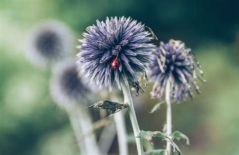 Blå Boll Tistel Blomma Växt Gratis foto på Pixabay