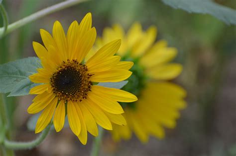 Sonnenblume Blume Gelbe Kostenloses Foto Auf Pixabay Pixabay