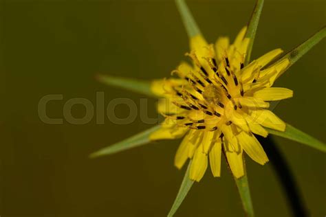 En Sommeren Vokser De Yndigste Blomster Vildt I Naturen Stock Foto