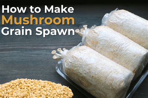 How To Make Mushroom Grain Spawn Easly Spawn Magic