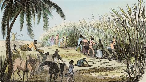 La colonisation des îles à sucre épisode 1 4 du podcast Les