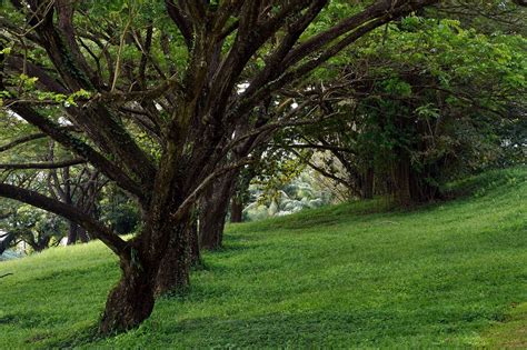 Árboles Naturaleza Al Aire Libre Foto gratis en Pixabay Pixabay