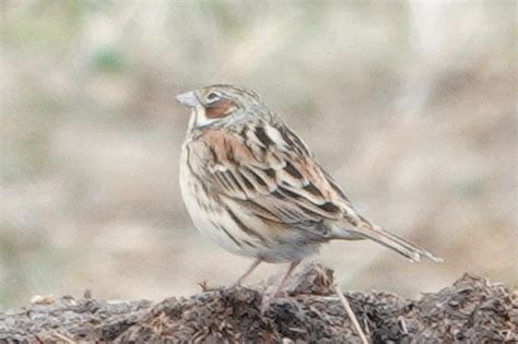 ホオアカスズメ目ホオジロ科 長崎anpapa B級野鳥図鑑