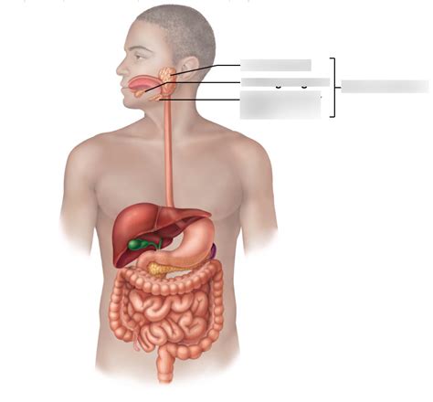 Salivary Glands Diagram Quizlet