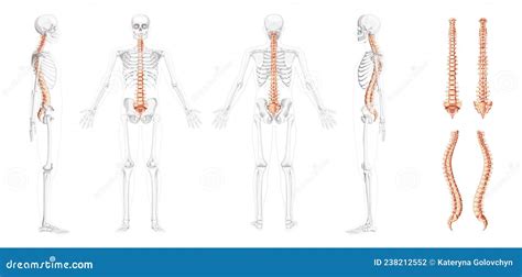 Human Vertebral Column Front Back Side View With Partly Transparent
