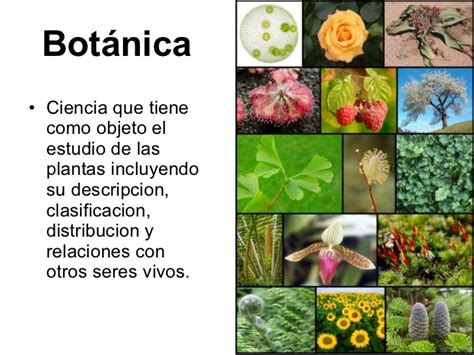 BOTÁNICA UPNFM 2017 Que es la Botanica y su clasificación