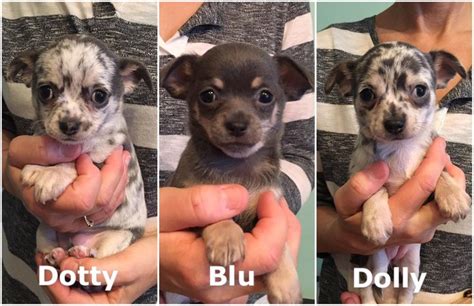 17 Best Images About Chihuahuas On Pinterest Chihuahuas Chihuahua