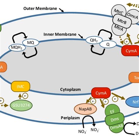 OMC And Mtr Pathways In Geobacter Sulfurreducens And Shewanella