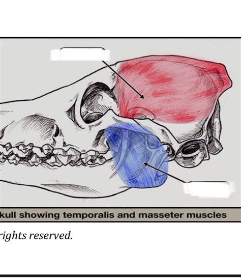 Mammalogy Lab Flashcards Memorang