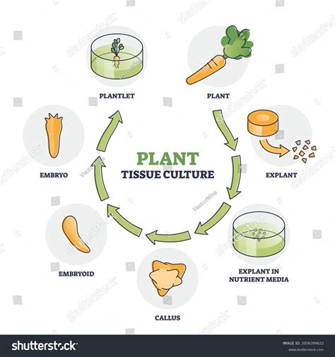 Plant Tissue Culture Technique Maintain Grow Stock Vector Royalty Free