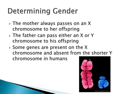 Ppt Theoretical Genetics Powerpoint Presentation Free Download Id2233870