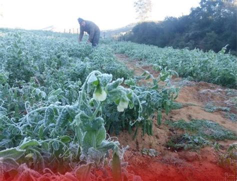 AgroAvances Tipos de heladas en la agricultura cómo identificarlas