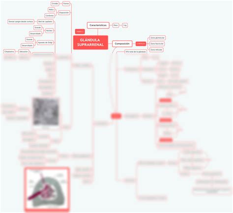 SOLUTION 3 Gl Ndula Suprarrenal Studypool
