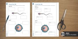 RSHP Female Reproductive System Labelling Activity Twinkl