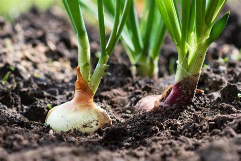 Cultivo De Cebolla Larga Consejos Y T Cnicas Para Obtener Una Cosecha