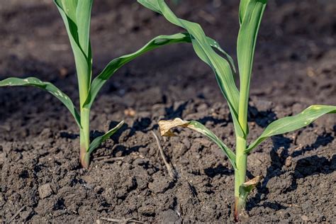 Azufre para Plantas Funciones Toxicidad y Cómo usarlo bien