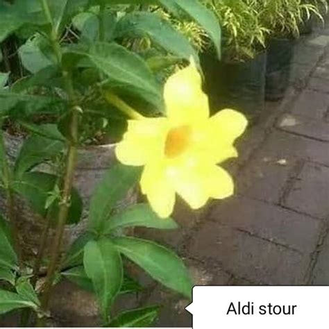 Jual Tanaman Hias Pohon Alamanda Bunga Kuning Shopee Indonesia