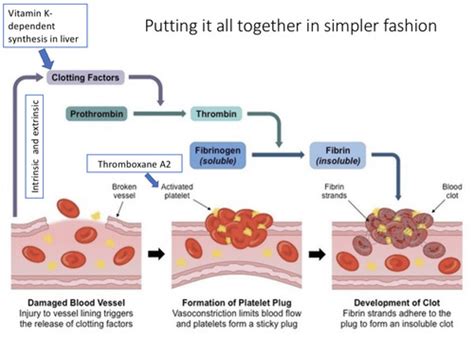 Immune System Flashcards Quizlet