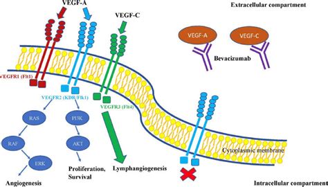 Medvasc Cancer Mtev Et Bevacizumab