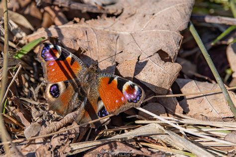 Aglais io European Peacock Butterfly Rusałka pawik Inglourious