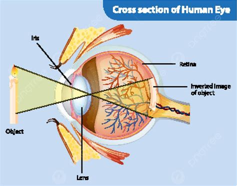 Diagrama Mostrando Seção Transversal Da Anatomia Fisiológica Do Olho Do