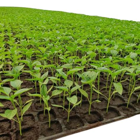 Rasad 10 Plante Ardei Capia Cadou Ardei Iute 2 Plante FreshRom