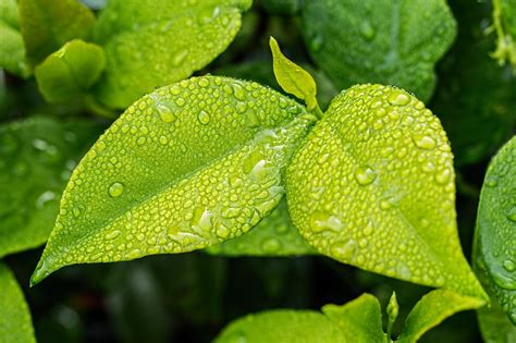 Quelques idées de plantes qui résistent au froid et à la chaleur