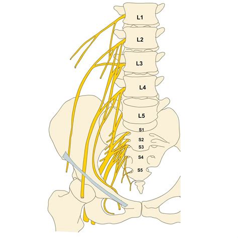 Plexo Lombossacral E Anatomy IMAIOS