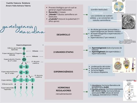 Gametogénesis Valeria Amaro uDocz