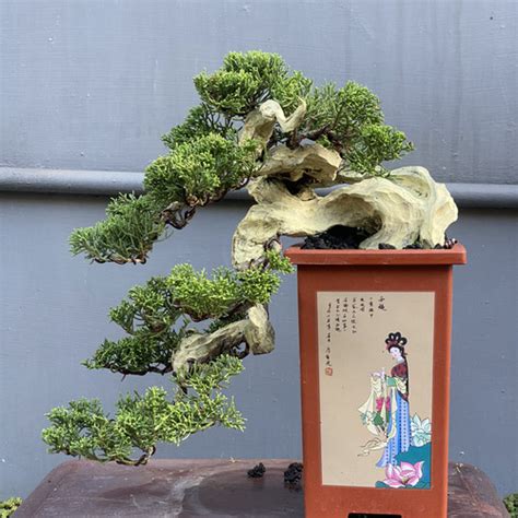 Jual Bonsai Cemara Sargenti Itoigawa Original Tanuki Kota Batu