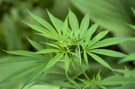 Etapa Vegetativa Del Cannabis Bsf Seeds Es