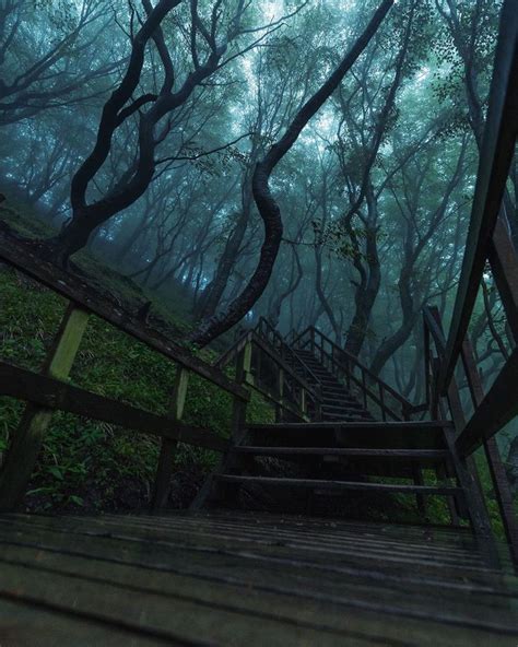 Stairs Leading Up To The Top Of A Tree Lined Hill In Foggy Forest