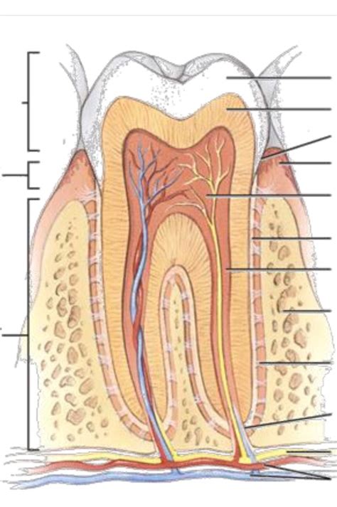 Tooth Diagram Quizlet