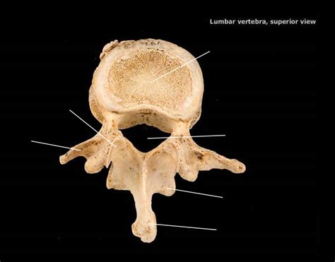 Lumbar Vertebra Superior View Diagram Quizlet