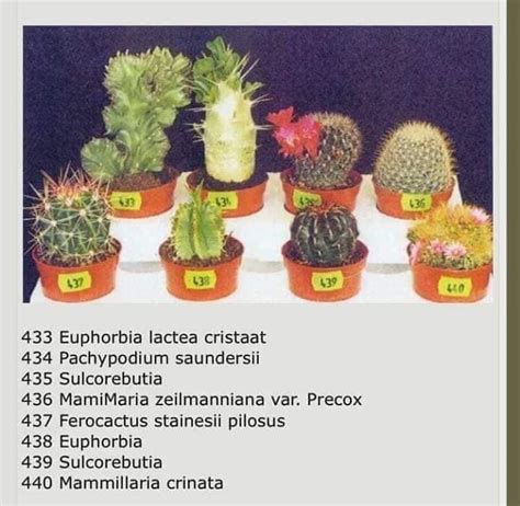 10 Especies de cactus y plantas suculentas fáciles de mantener y