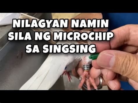 Sosyal Ng Kalapati May Microchip Sa Sing Sing Reggie Cruz Loft