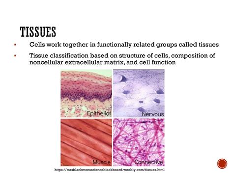 SOLUTION 02 Epithelial Tissues Studypool