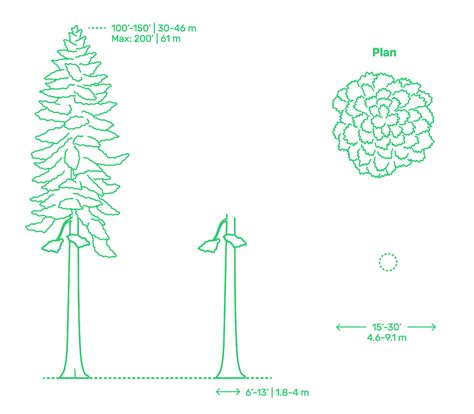 Western Red Cedar Thuja Plicata Dimensions Drawings Dimensions
