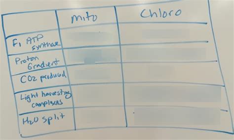 Cell Bio Final 9 Diagram Quizlet
