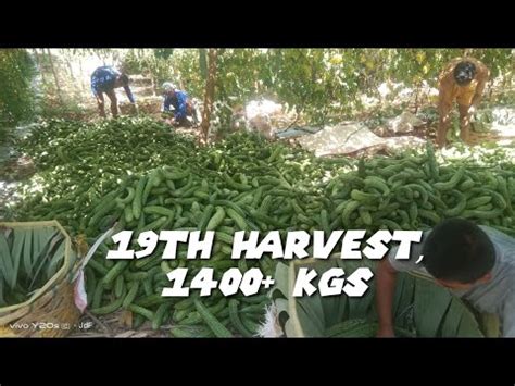 RARE BLESSINGS SA EL NIÑO AMPALAYA BITTER GOURD HARVEST 2 DAYS
