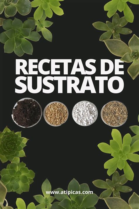 7 Recetas De Sustrato Casero Para Suculentas Y Cactus Plantas