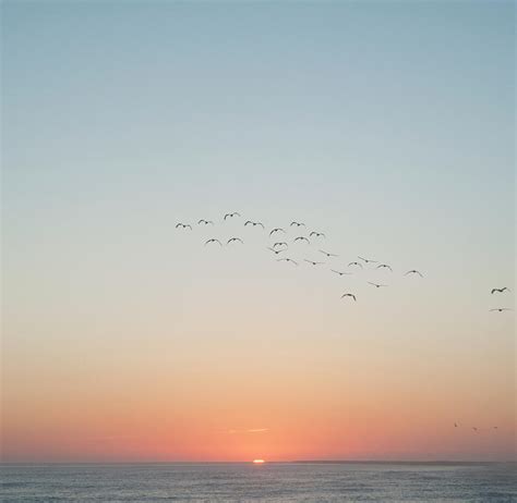 Birds Flying Over Ocean At Sunset Photograph By Marlene Ford Fine Art
