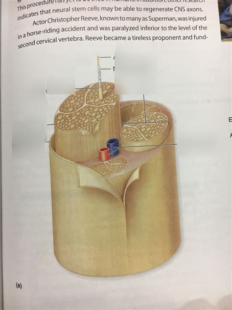 Nerve Structure Diagram Quizlet