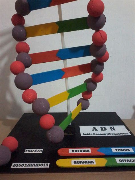 Maqueta ADN Maquetas Adn Maquetas De Adn Creativas Molecula De Adn