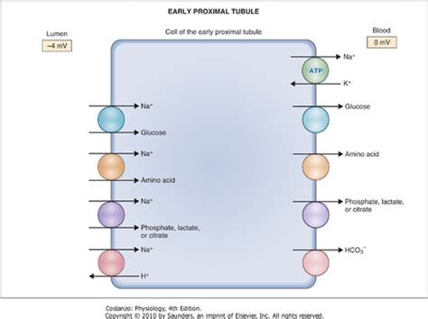 Renal Transport Mechanism Flashcards Quizlet