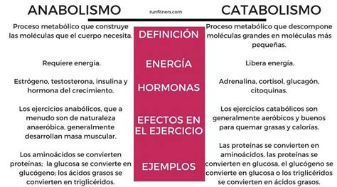 ANABOLISMO y CATABOLISMO Definición y diferencias Blog Papaya25