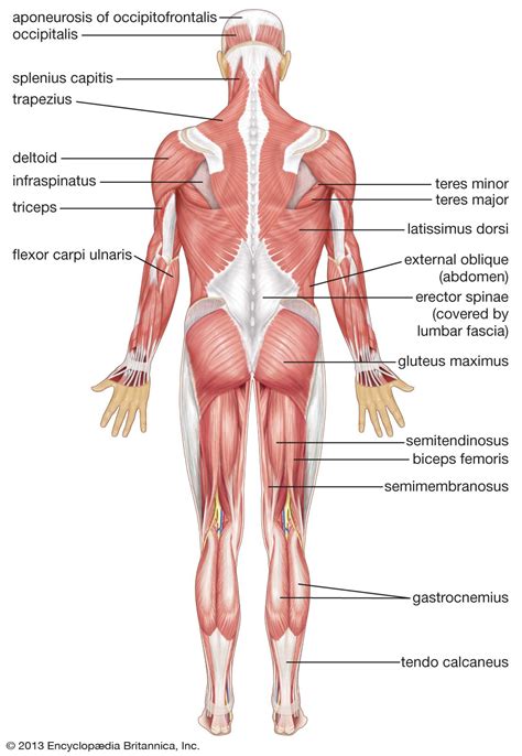 Human Muscles Diagram Labeled