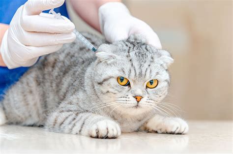 Vaksin Kucing Jenis Tujuan Dan Manfaatnya Halodoc