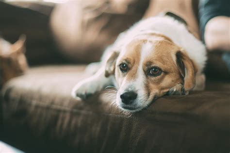 Tumeurs et cancers du chien traitements et prévention