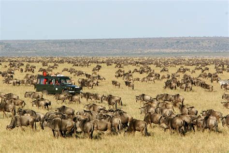 Plan A 2025 Masai Mara Safari Go2Africa